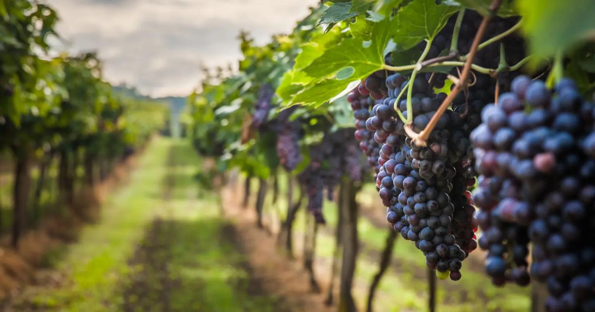 Orezivanje vinove loze - enolog.rs