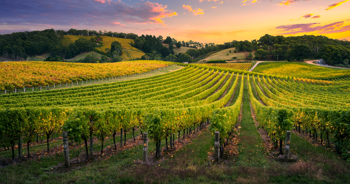 Orezivanje vinove loze - enolog.rs